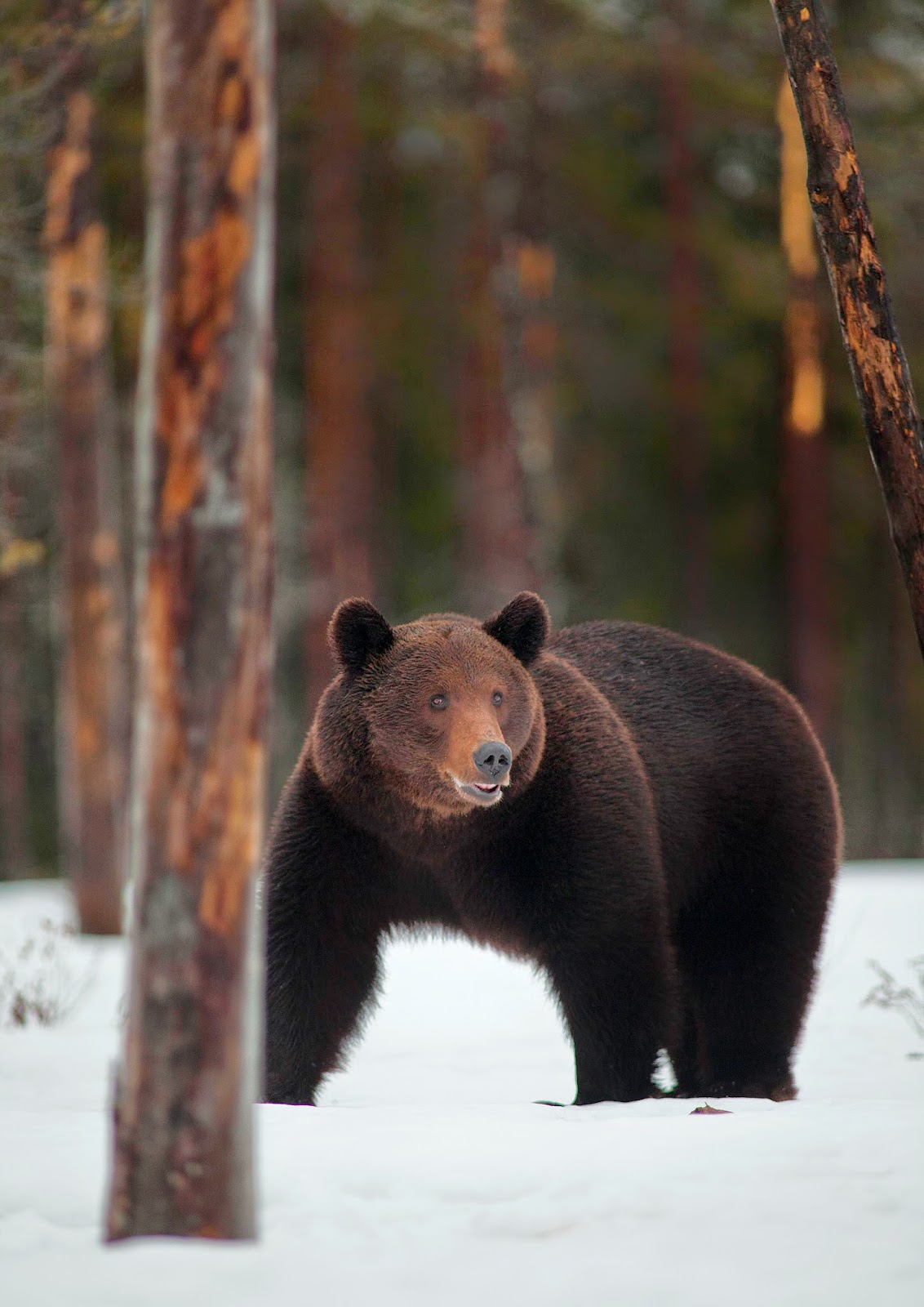 Bear in the Sauna