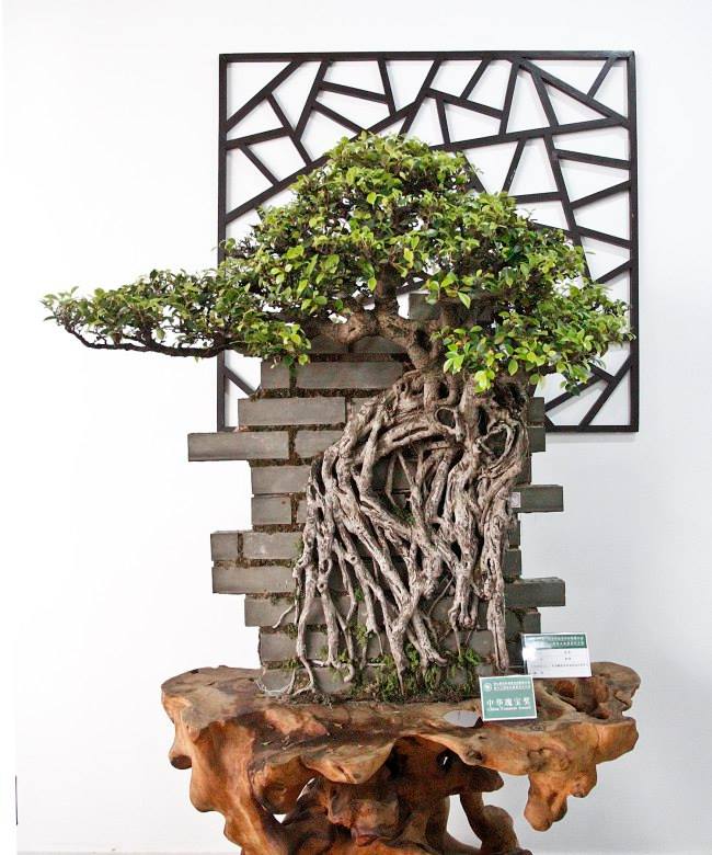 Bonsai Haven: BONSAI STYLE: ROCK CLASPING