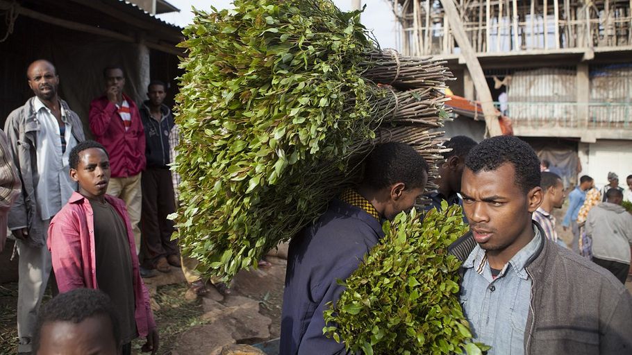 A Madagascar aussi, l'addiction au khat fait des ravages ...