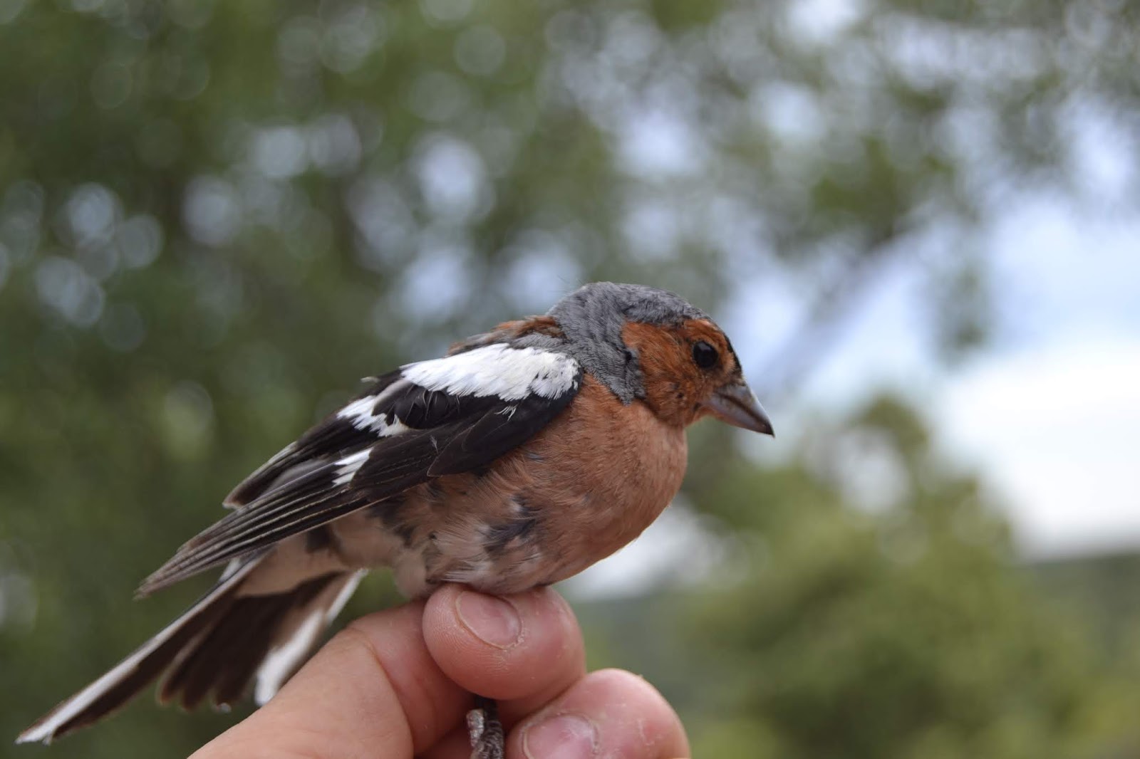 Asociación Aegithalos: 7ª Jornada del PASER en El Borbotón