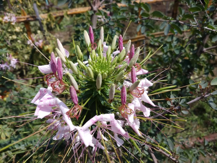 Spider flower: also known as Spiny spider flower - Anipet Plants Gallery
