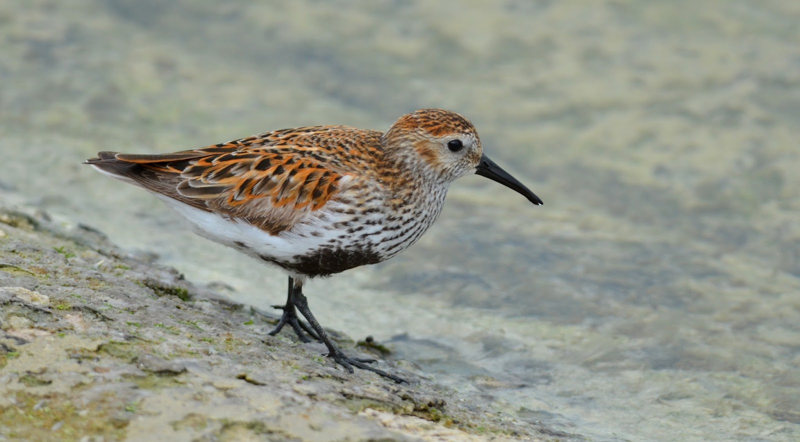 The Early Birder: Dunlin and Sanderling