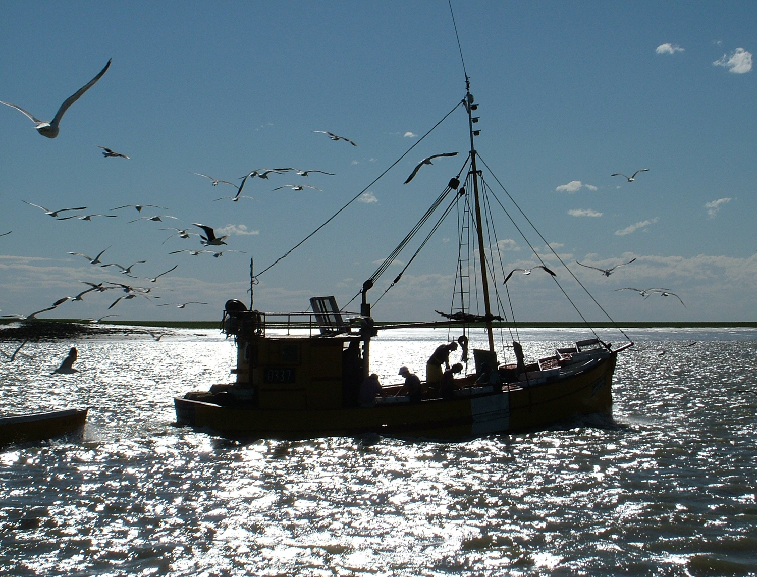 Aprueban creación del Premio a la Pesca Sustentable ~ Mira tu México