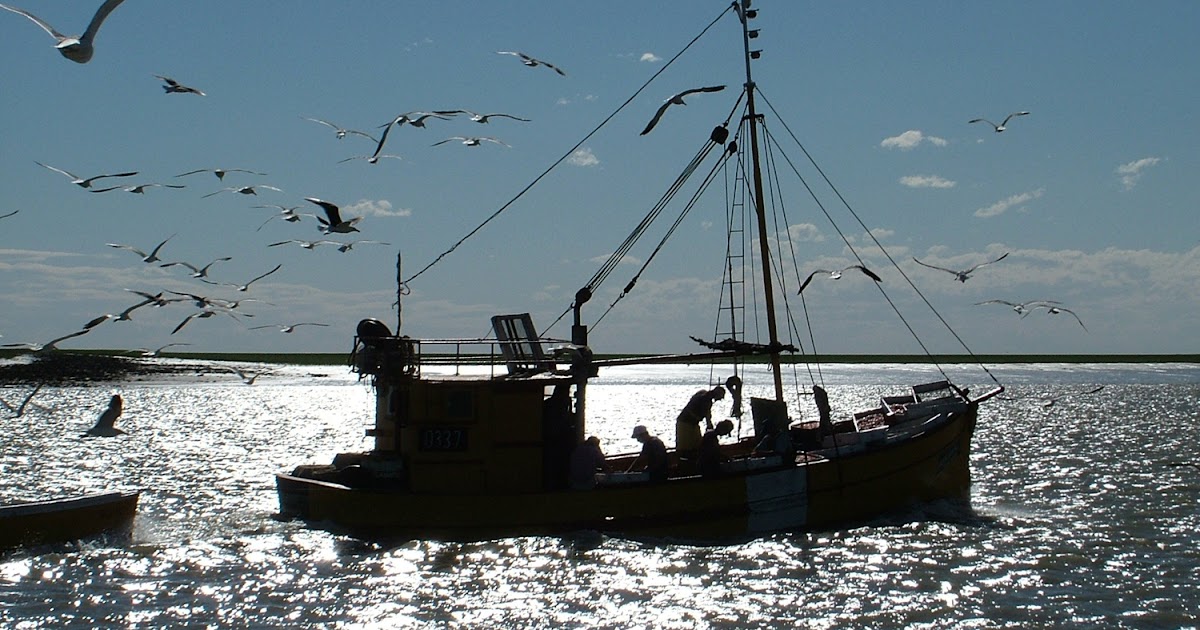 Aprueban creación del Premio a la Pesca Sustentable ~ Mira tu México