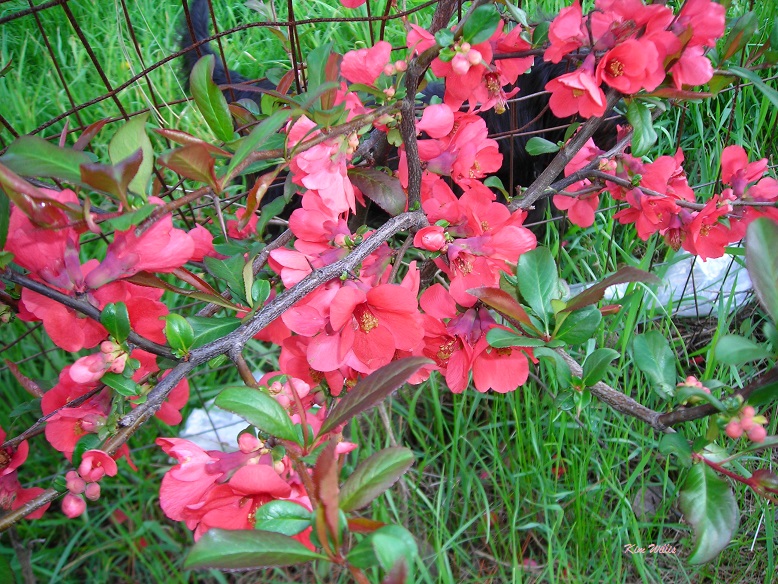 Gardening Granny's Gardening Pages: Flowering Quince