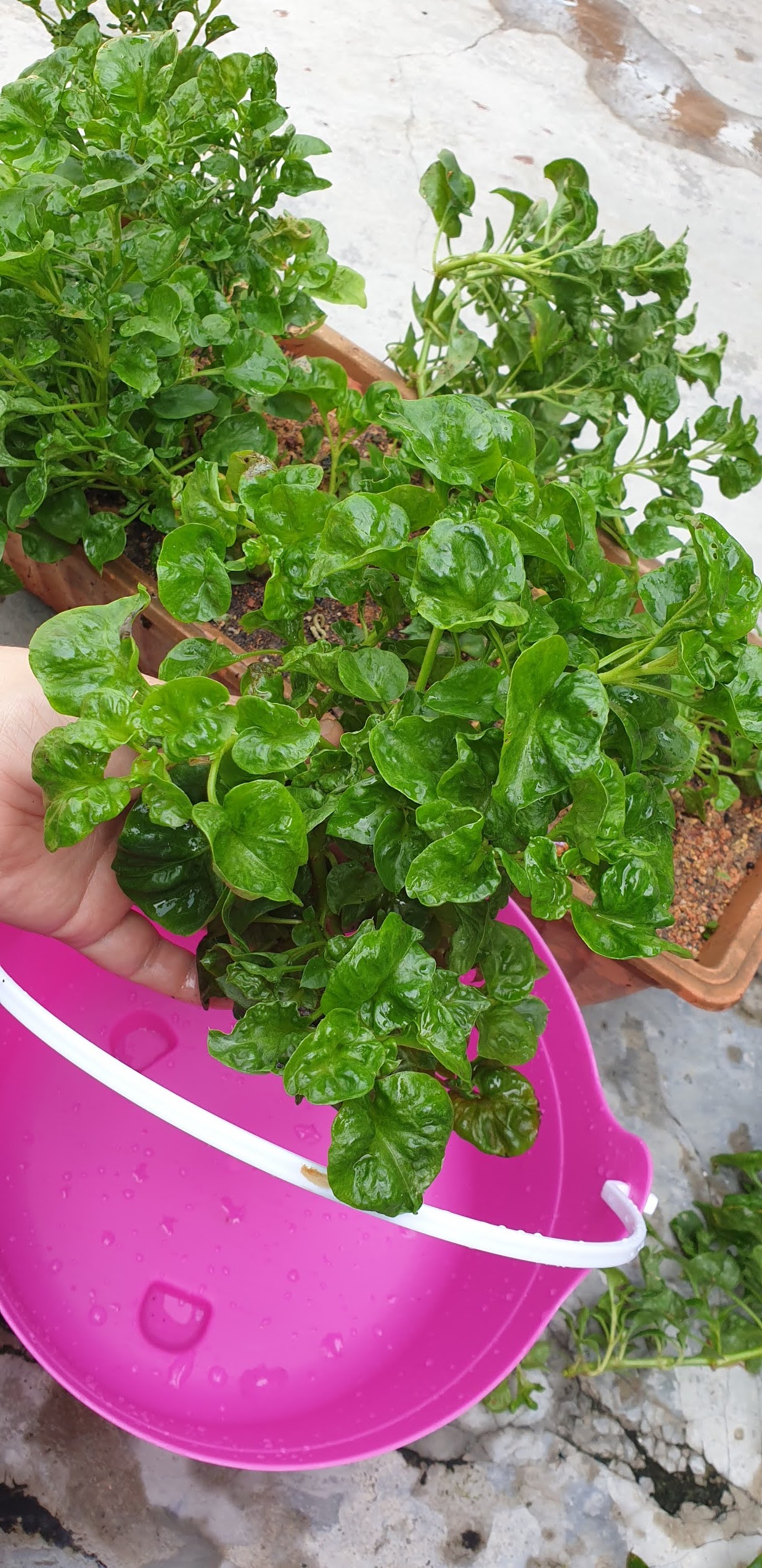 Bayam brazil | Life Is Beautiful