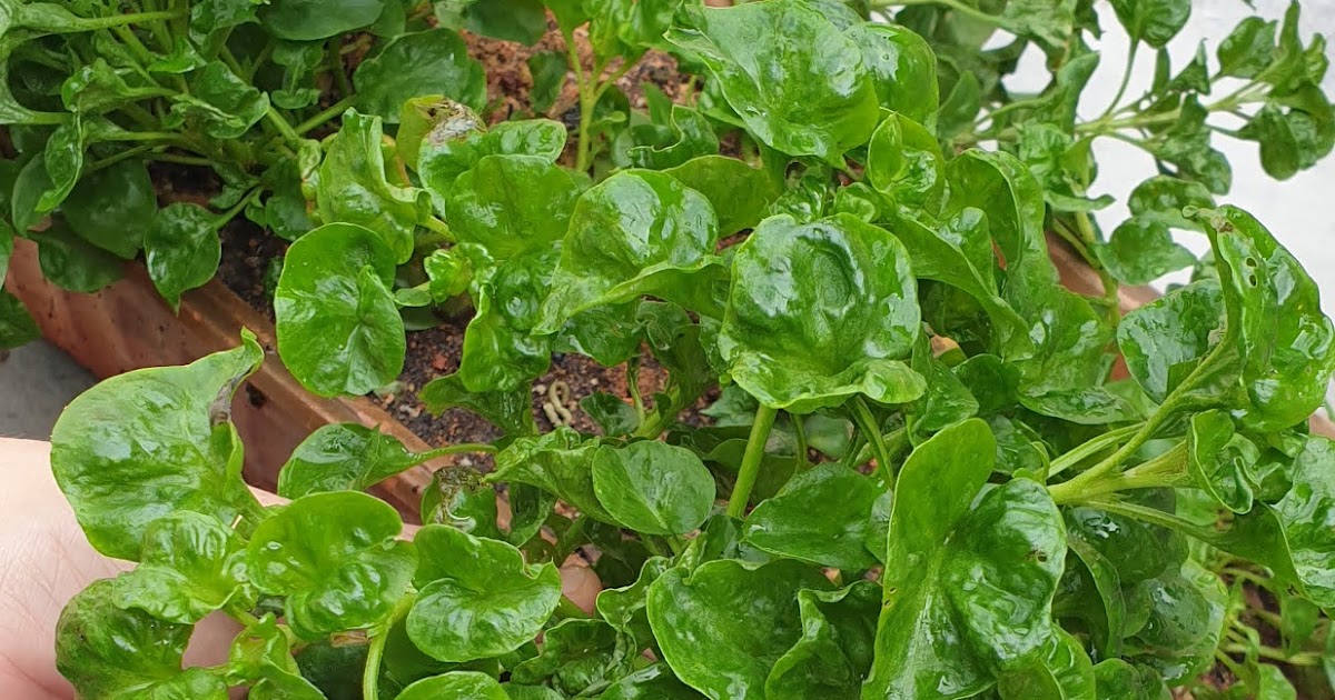 Bayam brazil | Life Is Beautiful