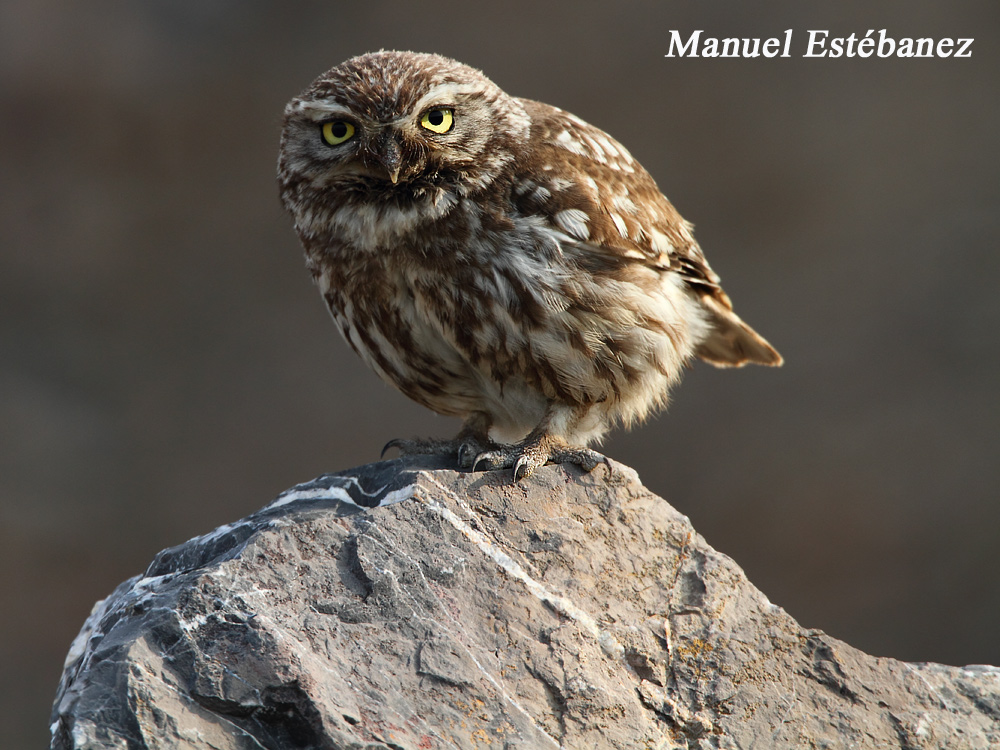 Miradas Cantábricas: Mochuelo europeo (Athene noctua)