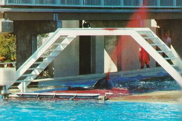 Killer Whales in Society: Final part of SD project