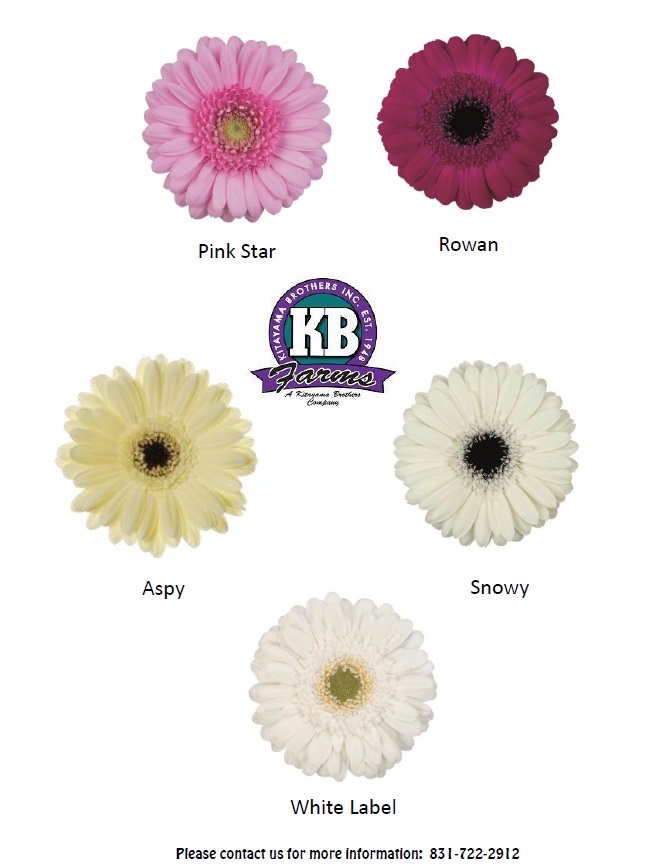 Kitayama Brothers Floral News: Introducing KB Mini Gerberas!