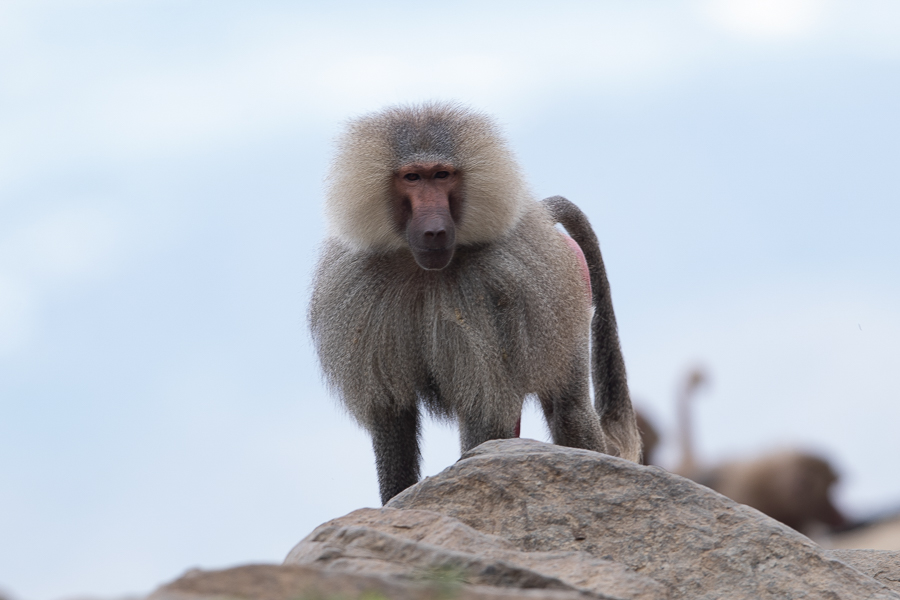 Birds of Saudi Arabia: Hamadryas Baboon – Jabal Fayfa