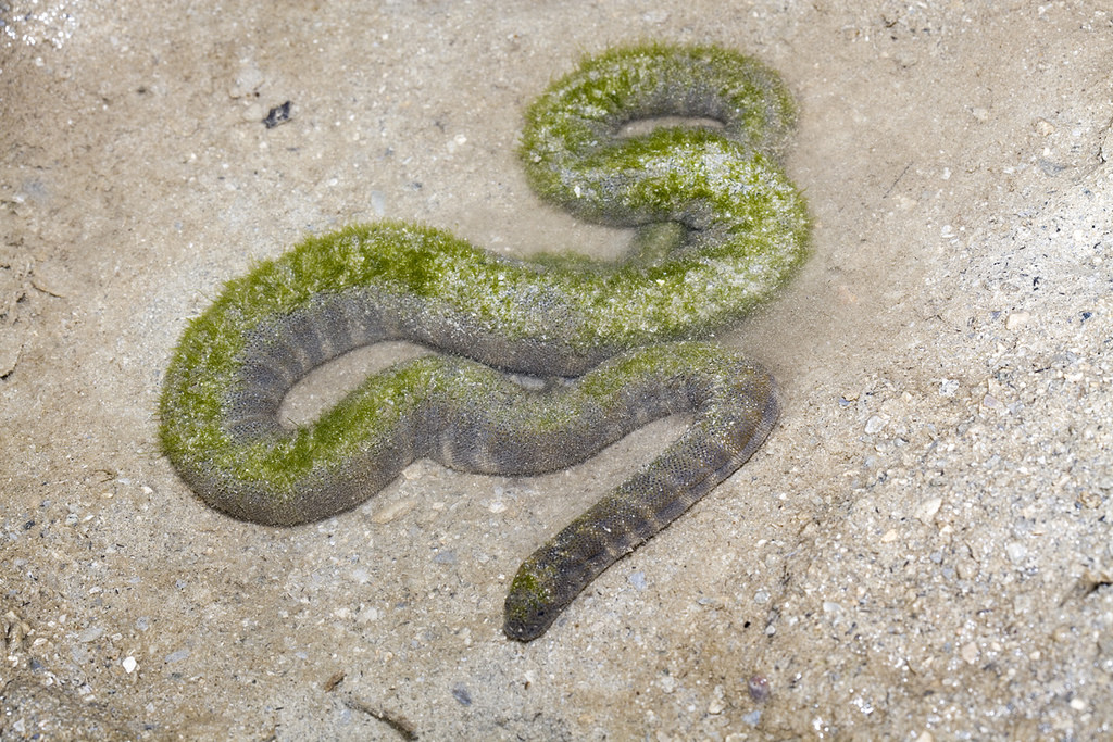 Ular Asli Indonesia: Acrochordus granulatus