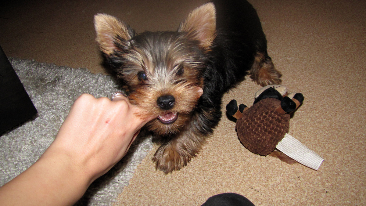 La mulți ani Azorel! (2 ani) - Blogul Larisei