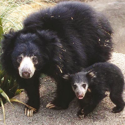 Oso bezudo (Melursus ursinus)