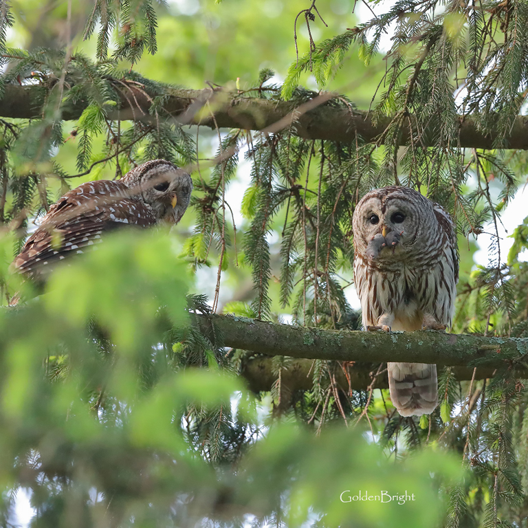 See What I See: Barred Owl at Great swamp NWR