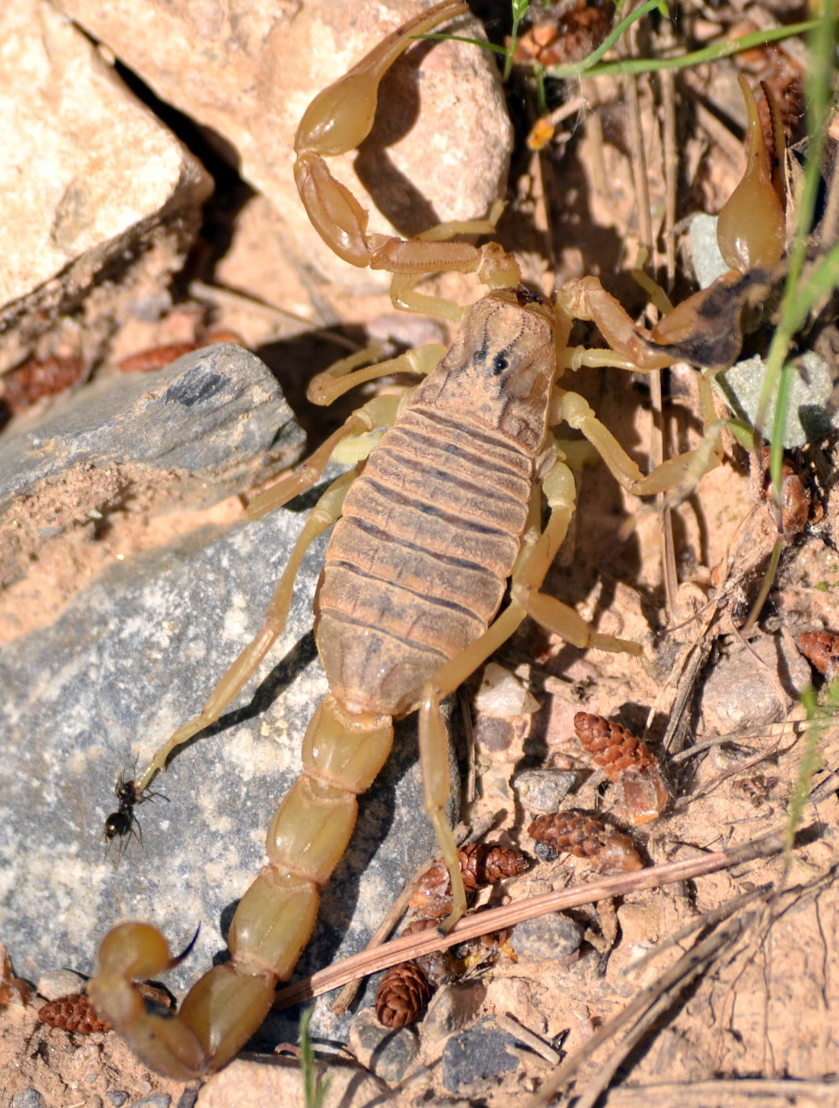 EN EL MONCAYO: UN PELIGRO EN EL CAMINO: El Alacrán (Buthus occitanus)