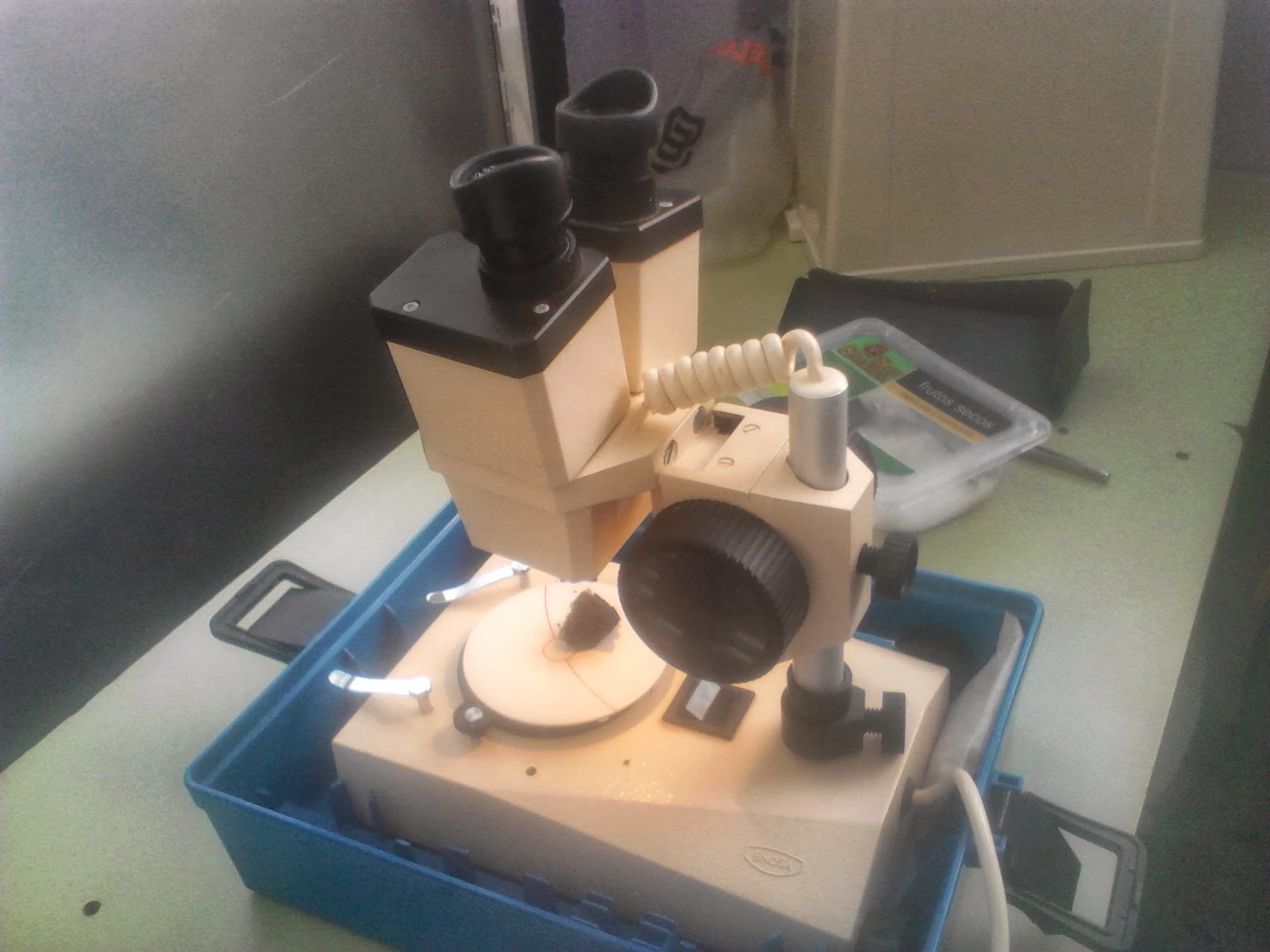 El Blog de 5º: OBSERVACIÓN DE MUSGO