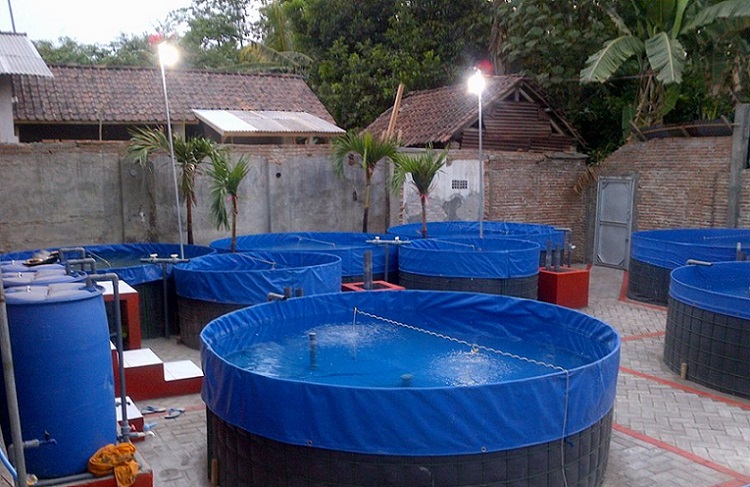 Cara Bagaimana Memilih Bentuk Kolam Ikan Terbaik : Bundar atau Kotak ...