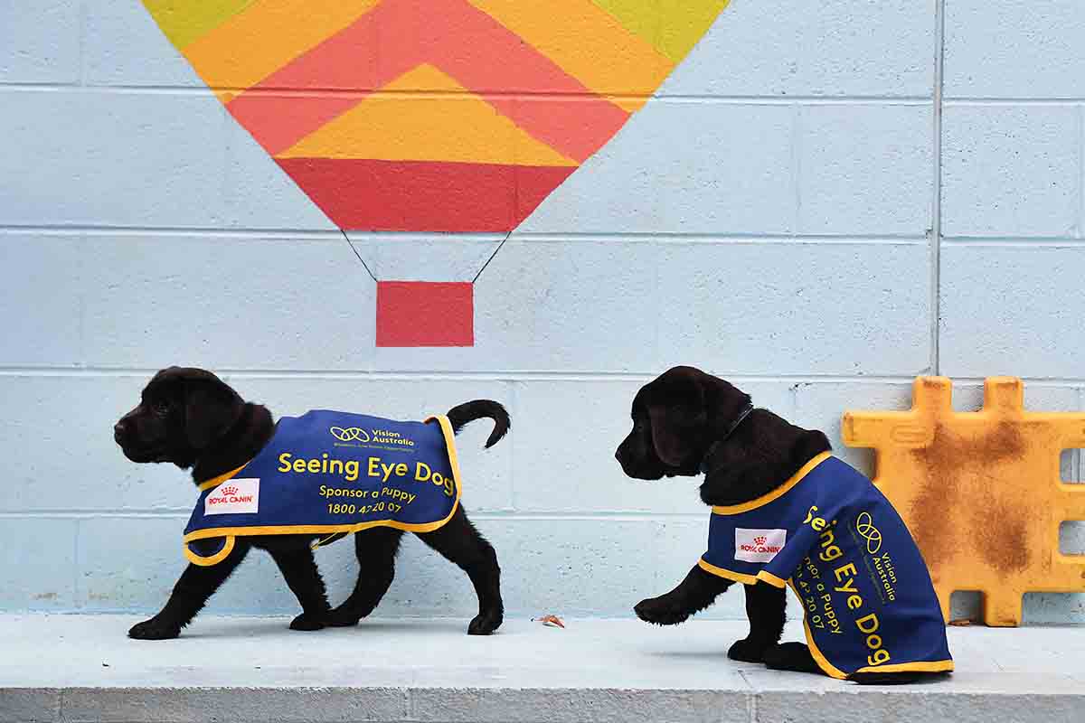 What Are Seeing Eye Dogs Trained To Do