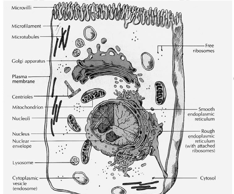 Knowledge Class: Cellular Anatomy: Exploring the Intricacies of Cell ...