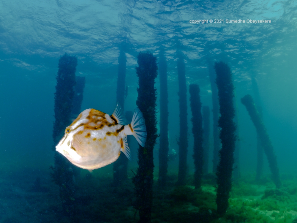 The Pearly Gates: [UW Photo A132] Box fish in Busselton