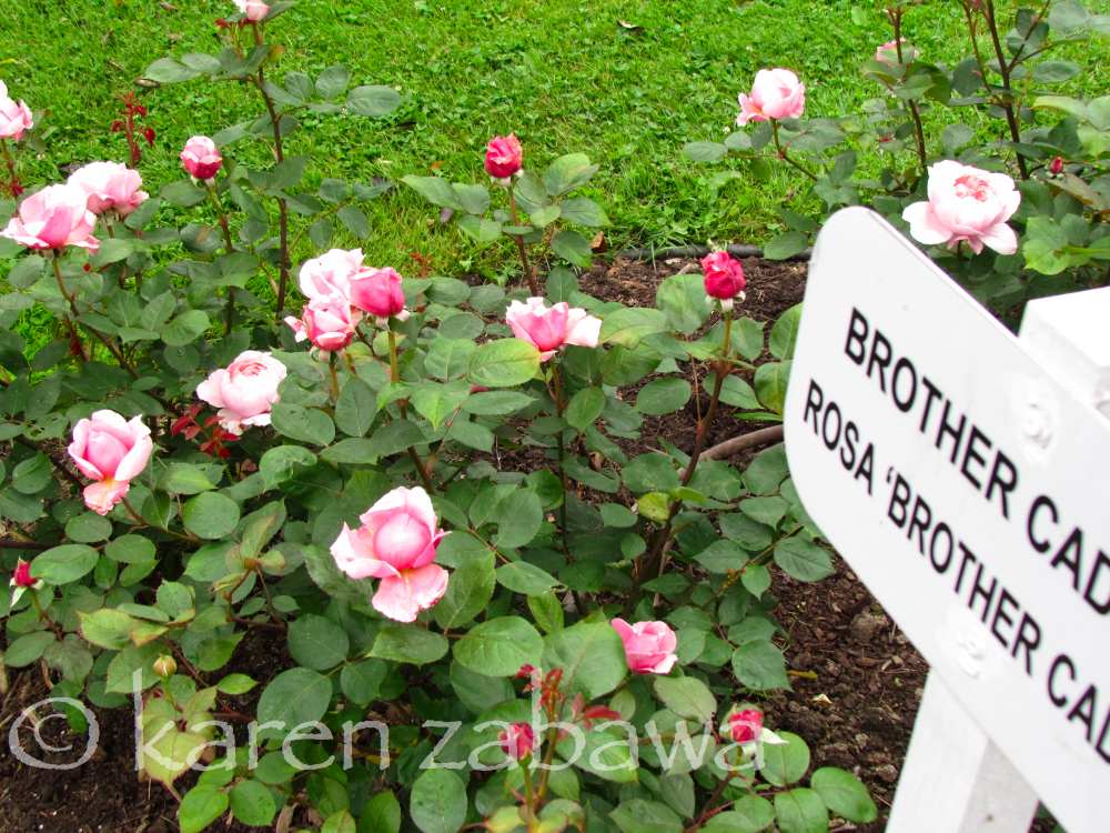 Brueckner Rhododendron Gardens: Roses in Full Bloom at Brueckner Gardens