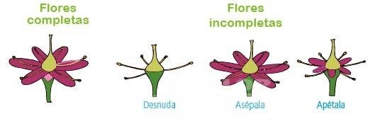 Las flores : Tipos de flores