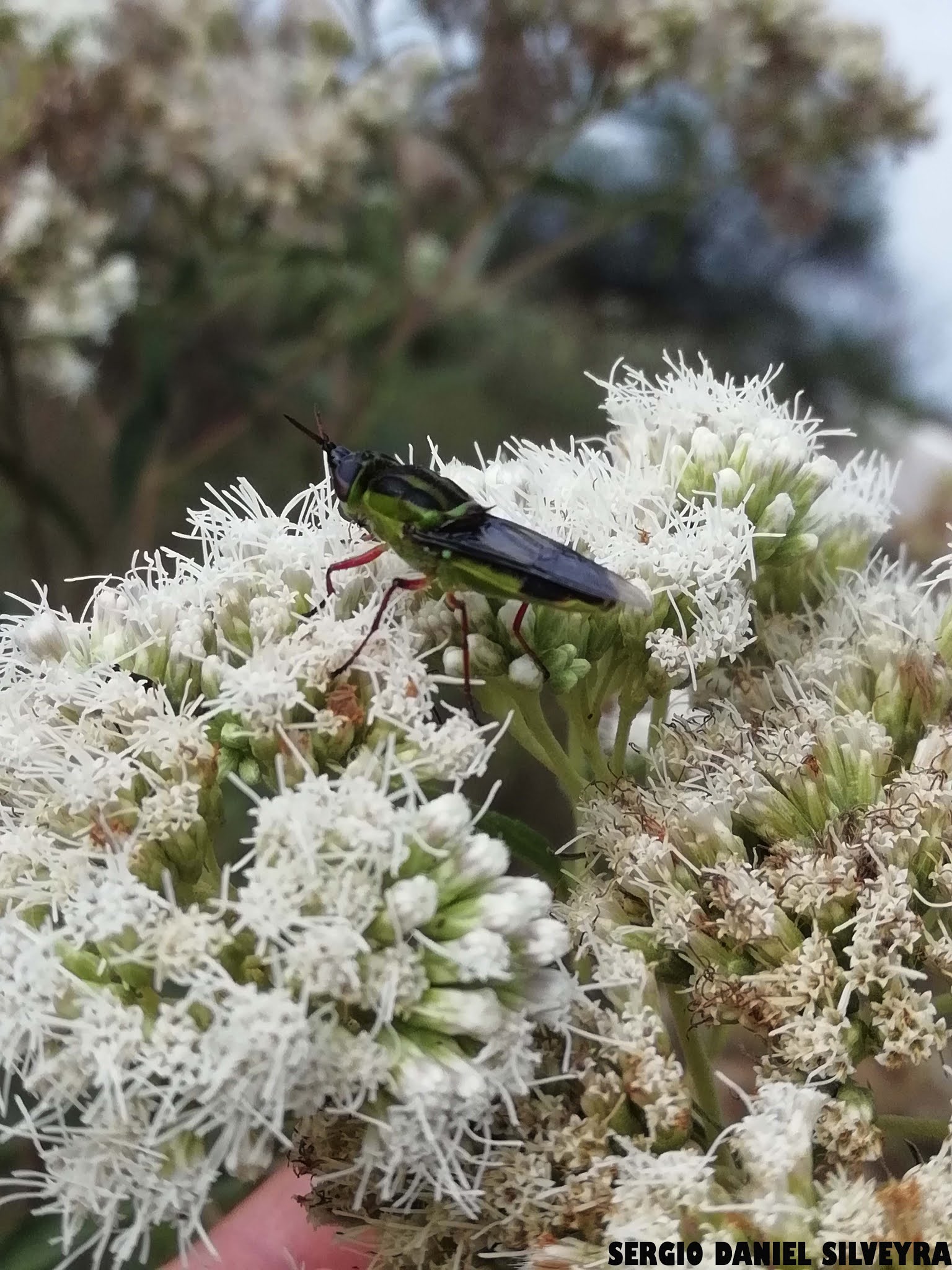 Flora Nativa de Entre Rios