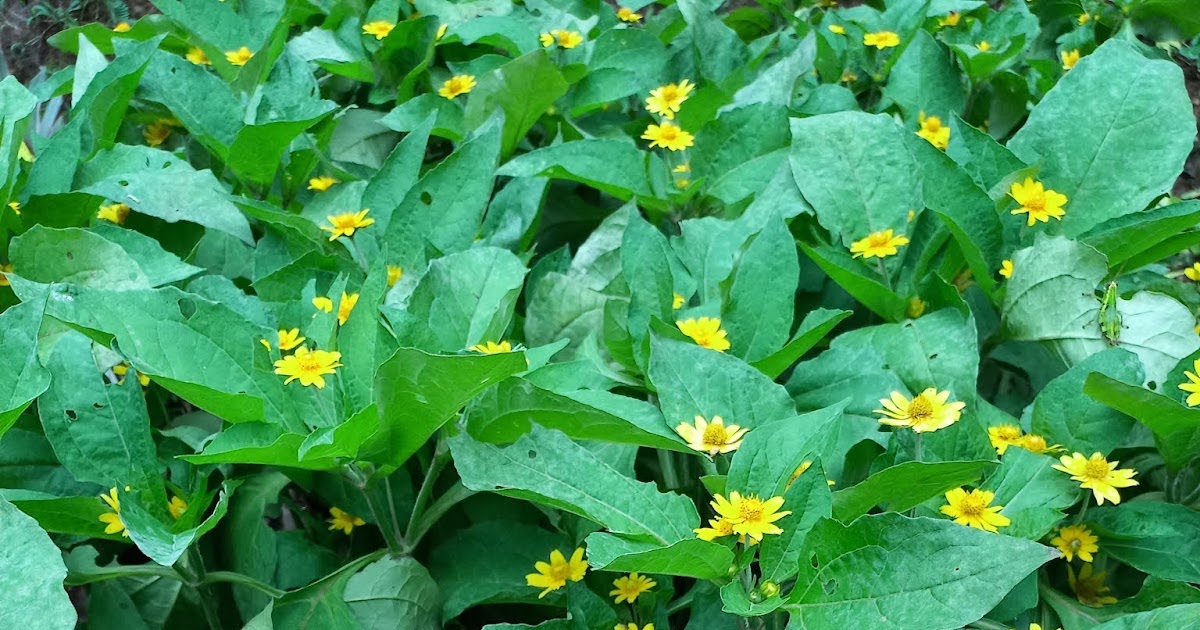 Cara Merawat Bunga Matahari Mini dengan Harga Rp 5.000,00 ~ SINOX NURSERY