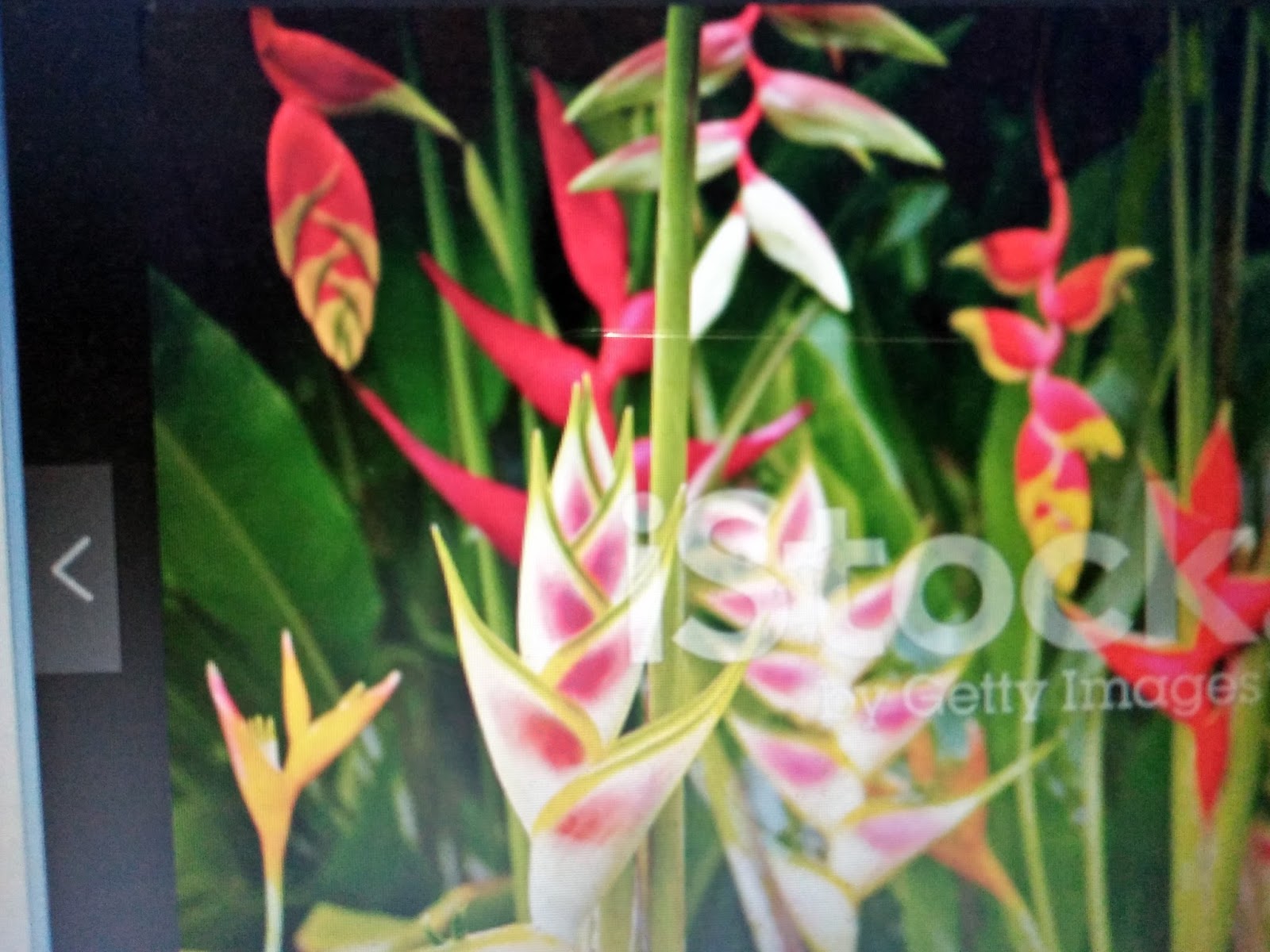 Fuziah Sulaiman blog: Kenali Flora Helikornia - Pokok Sepit Udang di ...