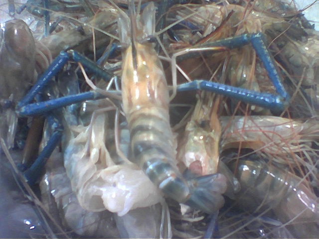 JORAN MEMANCING: Tips Luar Biasa Memancing Udang Galah