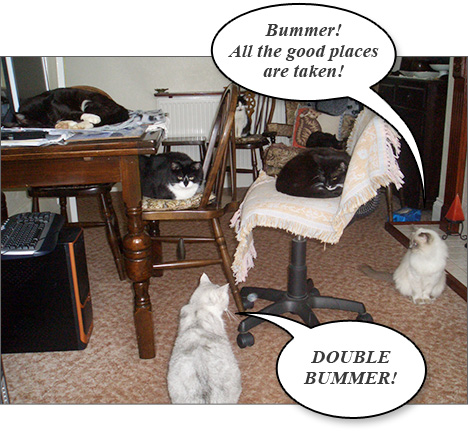 Pudicat Blog: Cat Humour