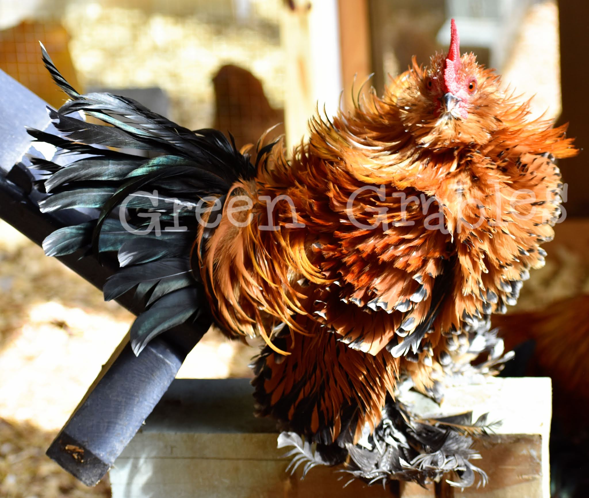 Partridge Silkies Frizzle Cross