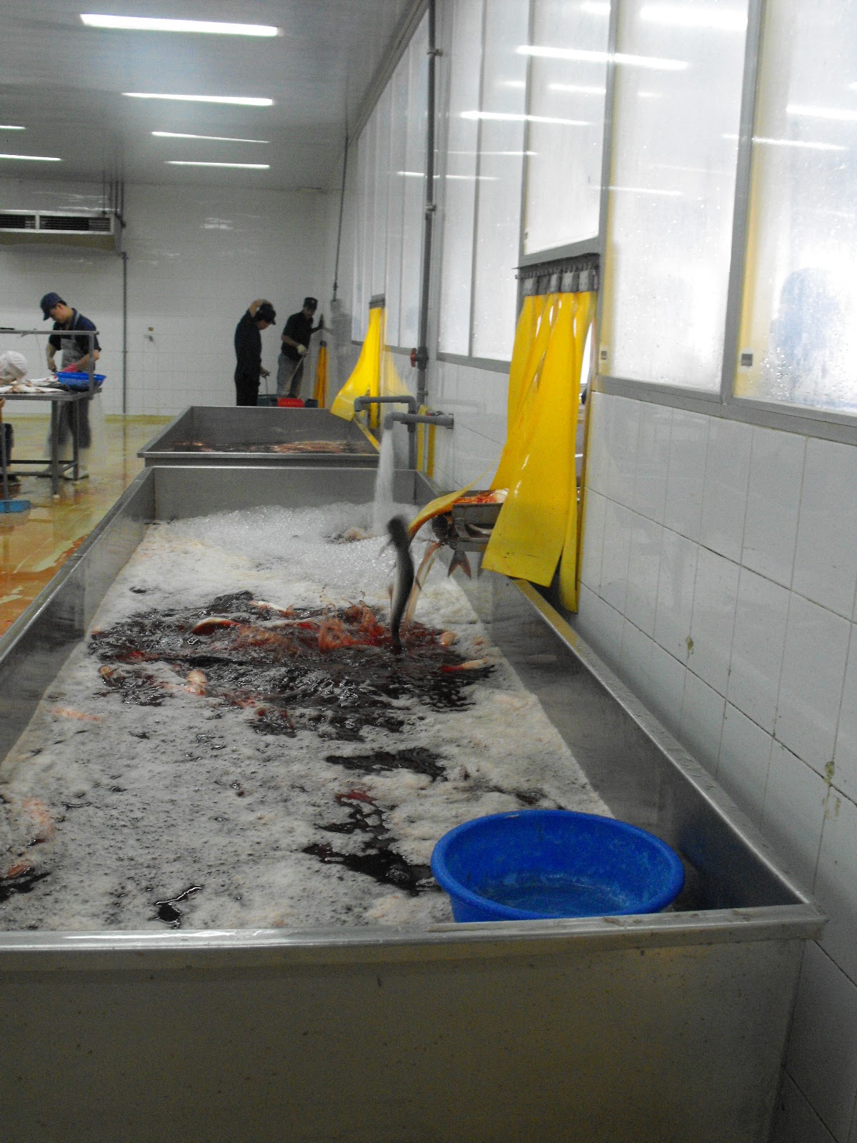 La Vie au Vietnam: Visit to a Fish Processing Factory