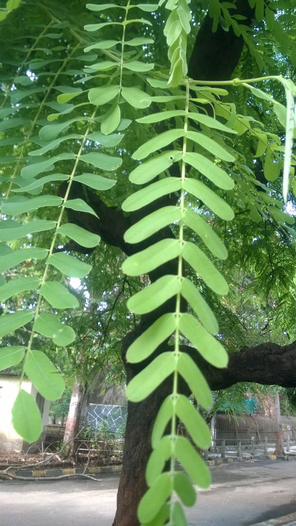 Sheetal Pachpande: Trees of Rani Baug Part 1