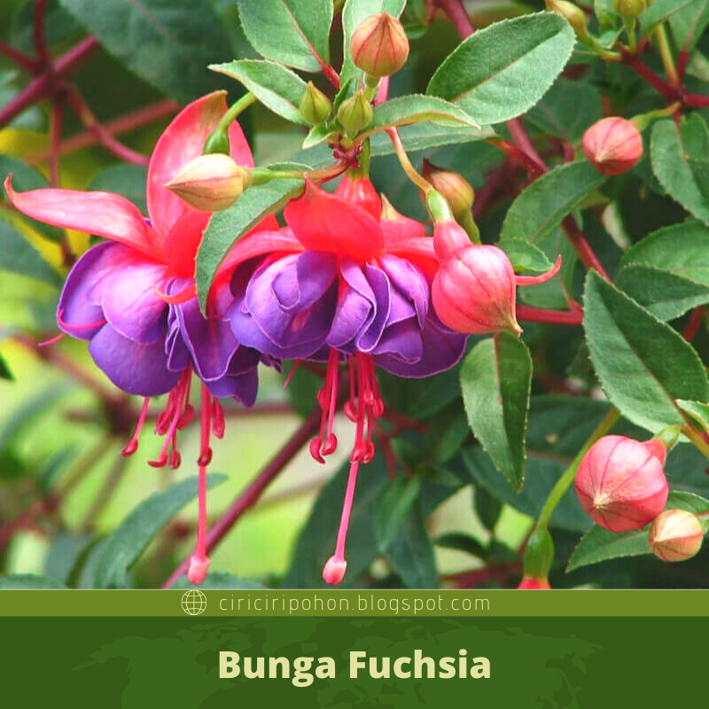 Ciri Ciri Pohon Bunga Fuchsia / Anting India / Lampion - Ciriciripohon.com