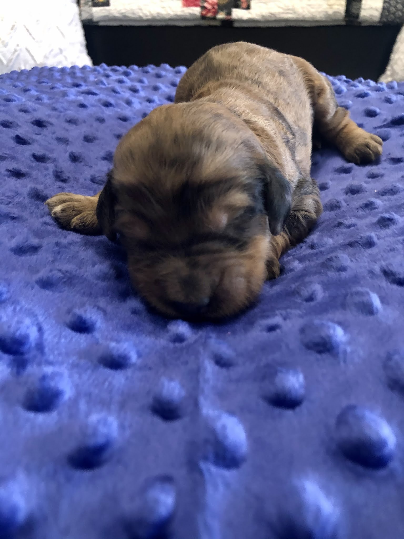 Manns Best Friend ~ CKC Multi-Generational Labradoodles ~ Ohio: Puppy ...