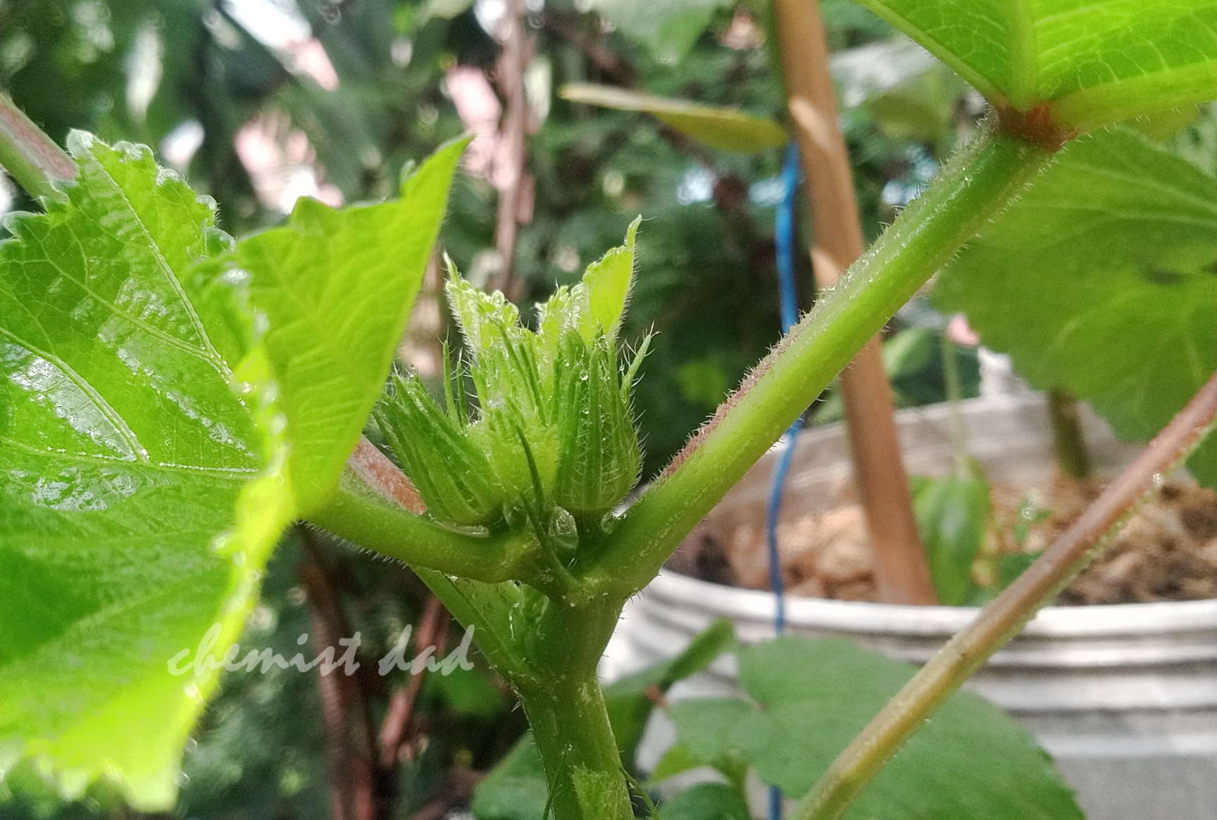Urban Gardening: How To Grow Okra In Pots