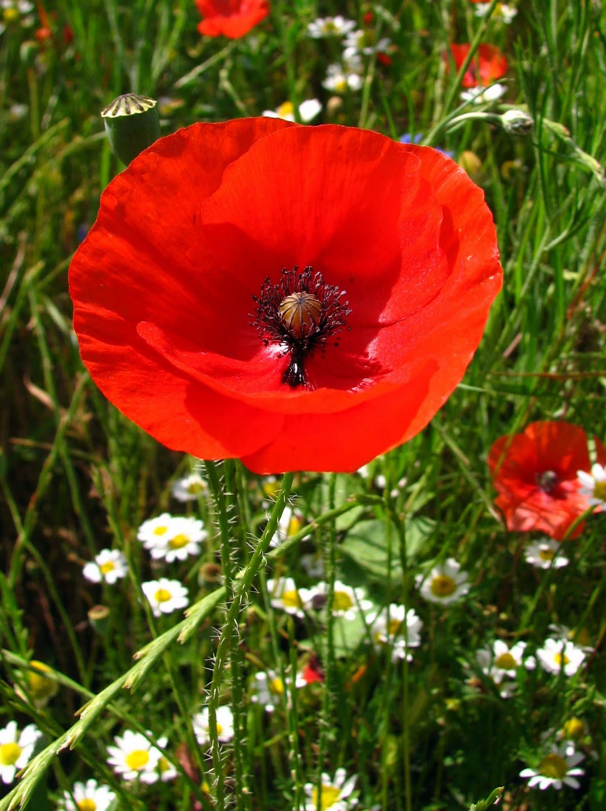 Ici présent: Coquelicots