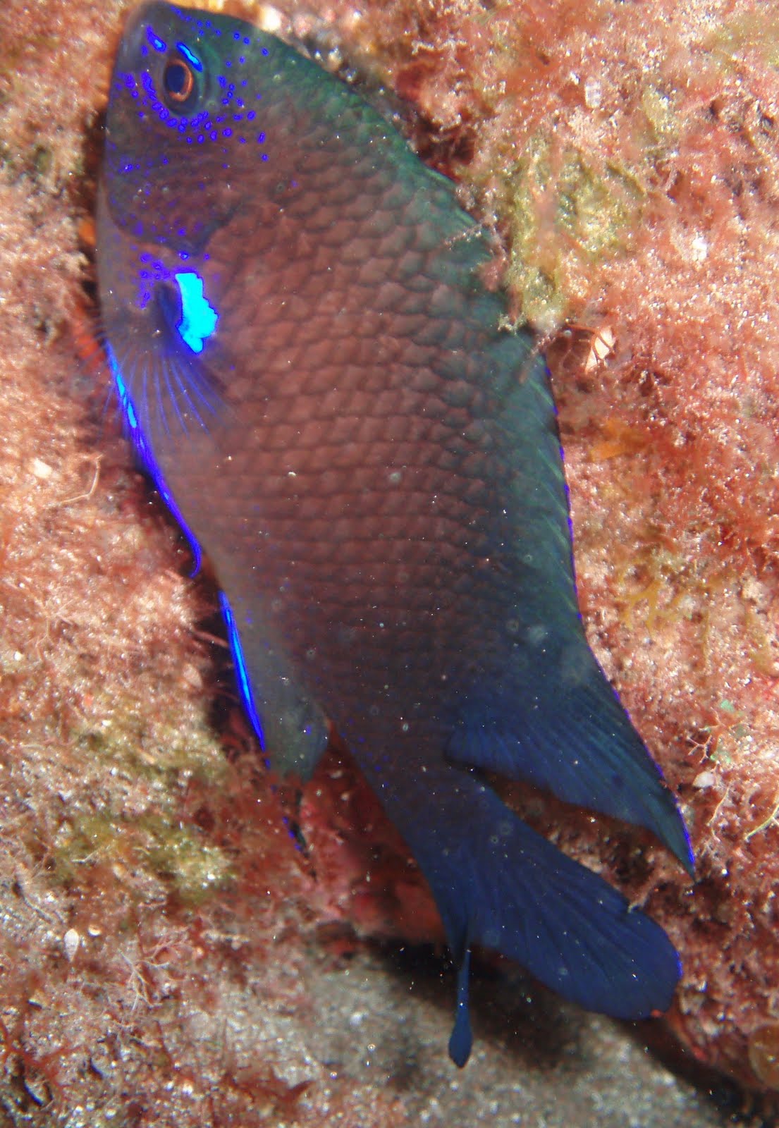 Underwater Photographs Tenerife: Blue Fin Damsel