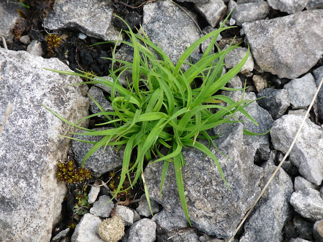 The Flora of Hutton Roof : Carex Ornithopodia (Birds Foot Sedge)