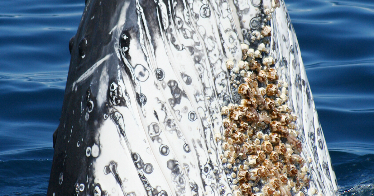 FOSSIL HUNTRESS: USING BARNACLES TO TRACK ANCIENT WHALES