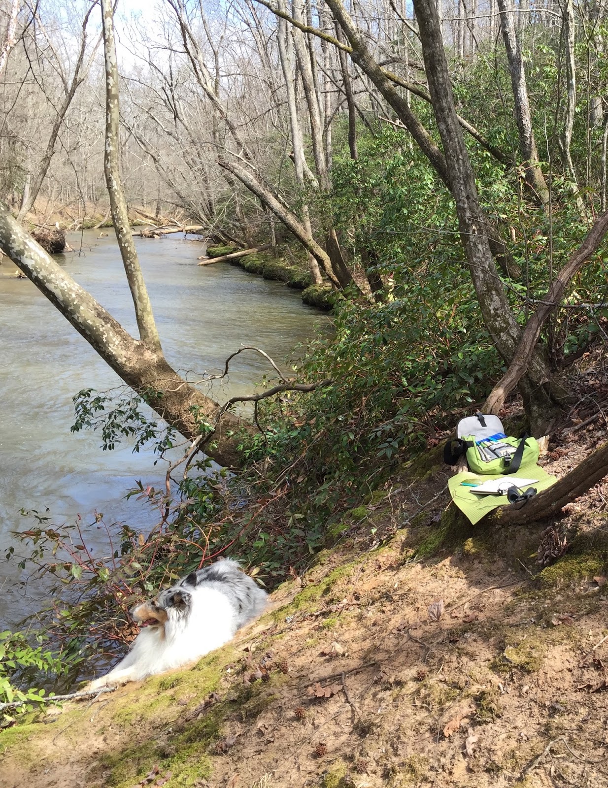 Middlewood Journal: Riverbank: Dog Hobble, Dwarf-Flowered Heartleaf ...