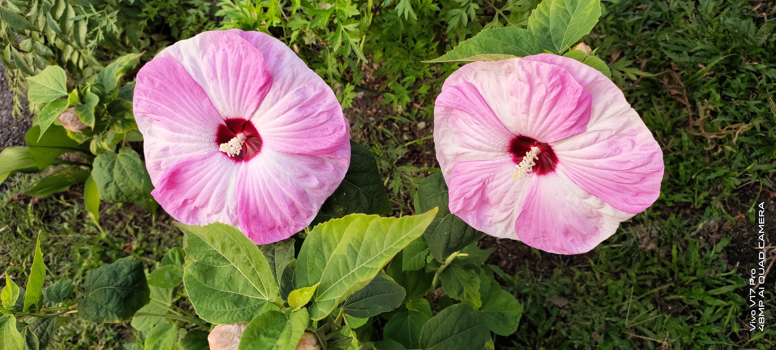 Cik Garang Sihat: BUNGA RAYA LUNA (Luna Hibiscus)