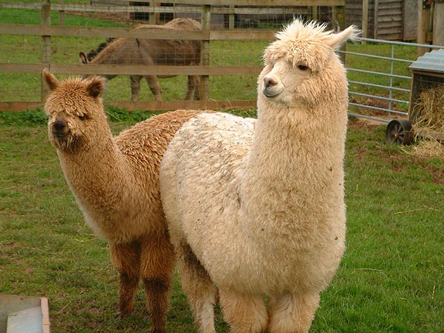 Alpaca (Lama pacos)