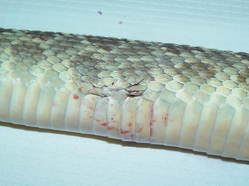 Ophidiophilia: Rattlesnake Research at Cal Poly