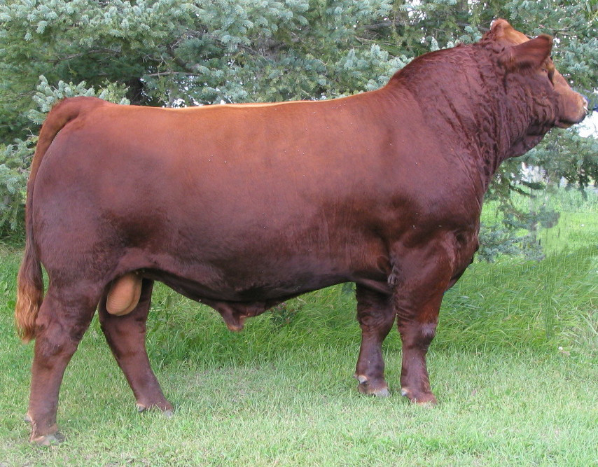 DIAMOND G CATTLE CO.: PB Simmental Bull - For Sale