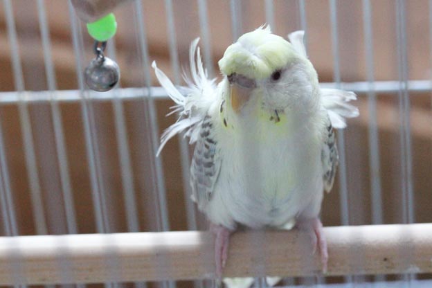 Most famous and beautiful japanese crested budgerigar parrots