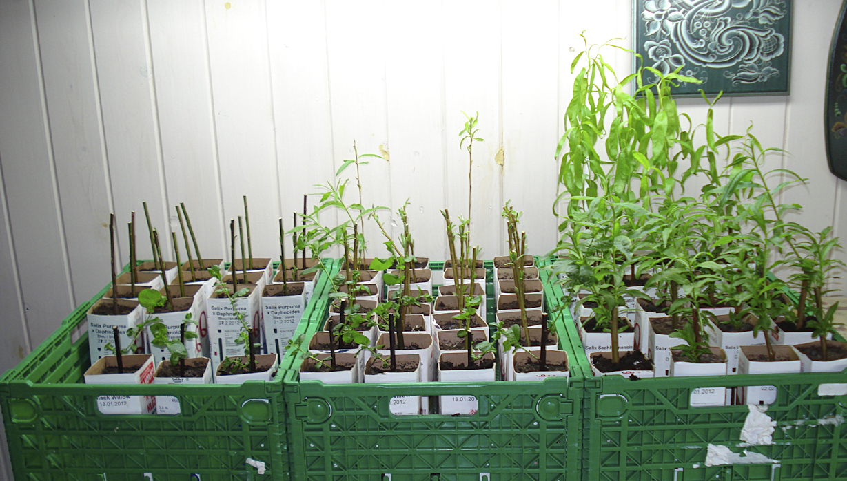 Bull-Sveen's hageblogg: Pil-prosjektet utvides