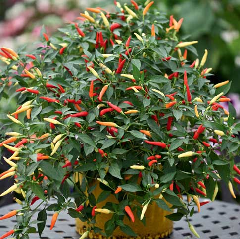 Belajar Berkebun Sungguh Menyenangkan: 7 Tips dan Cara Menanam Cabe ...